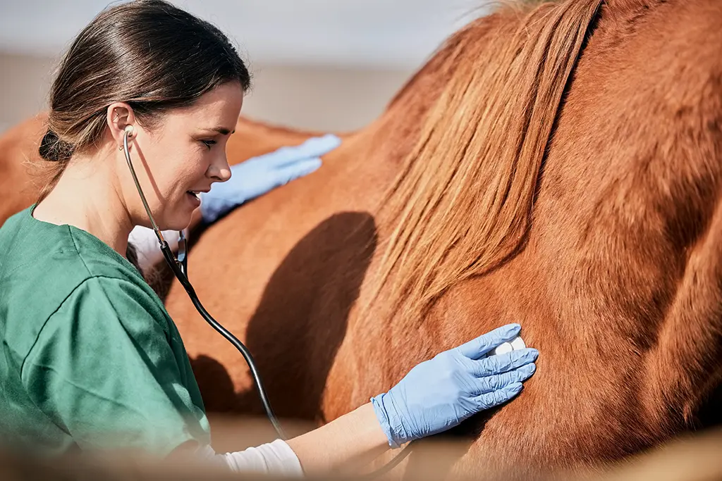 Equine Mortality Insurance | Sconyers Insurance | Alabama